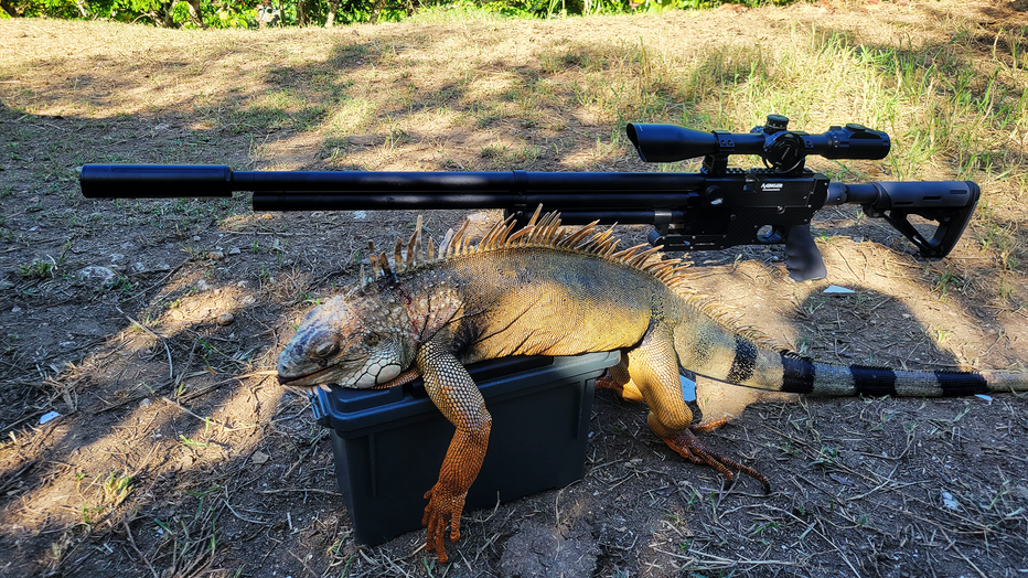 Hunting Adventures in Puerto Rico | North Coast Adventures PR